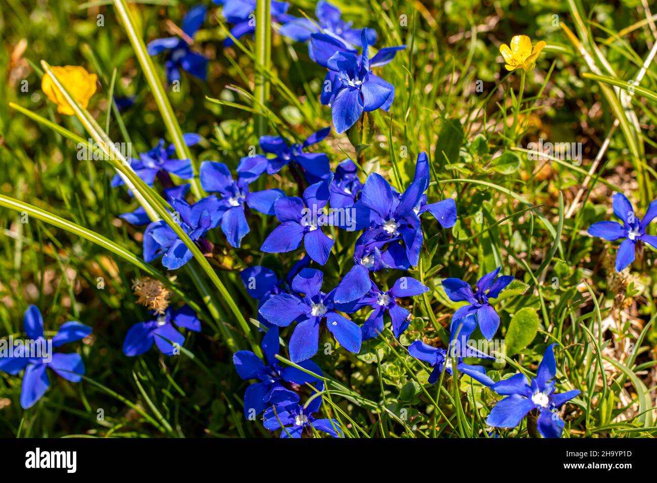 Gentiana verna flower growing in meadow Stock Photo - Alamy
