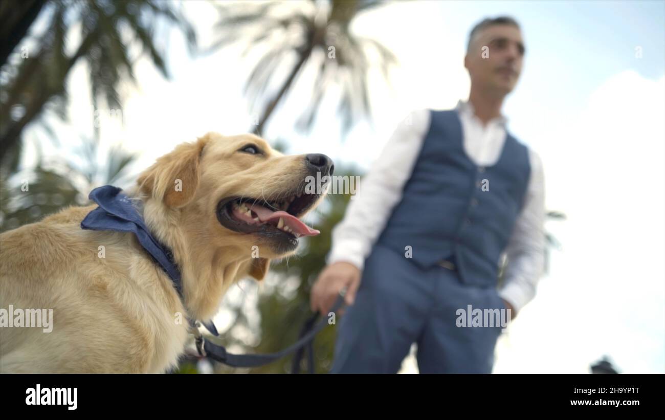 Beautiful Golden Retriever with elegant man. Action. Man's best friend ...