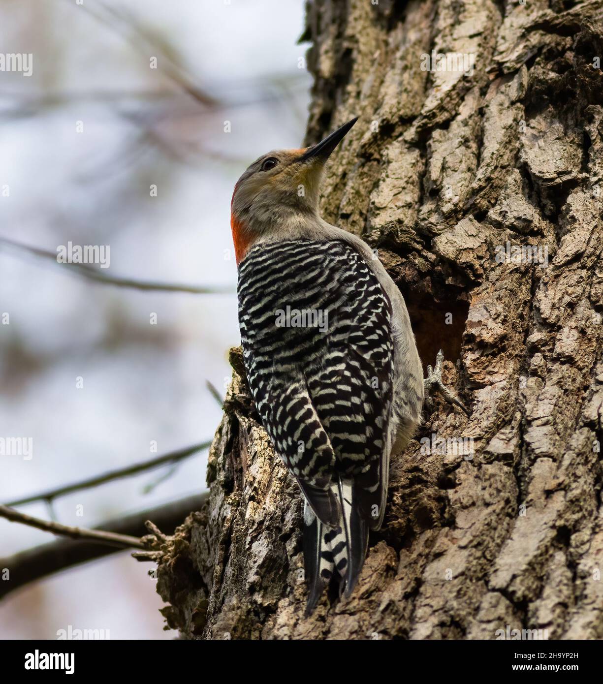 Low angle shot of Crimson-breasted woodpecker sitting on a tree bark ...