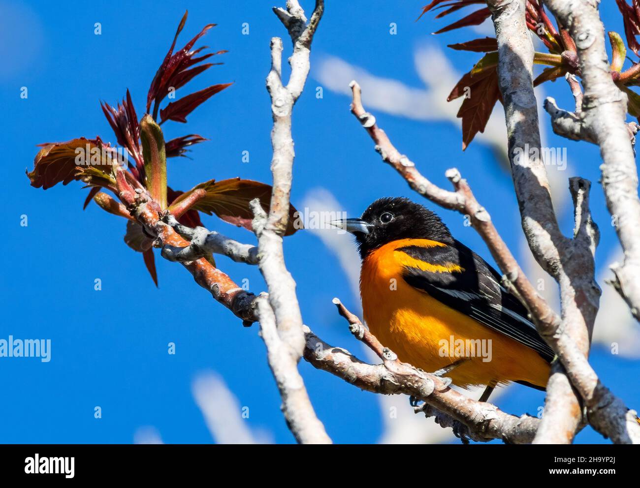 Baltimore oriole nest hi-res stock photography and images - Alamy