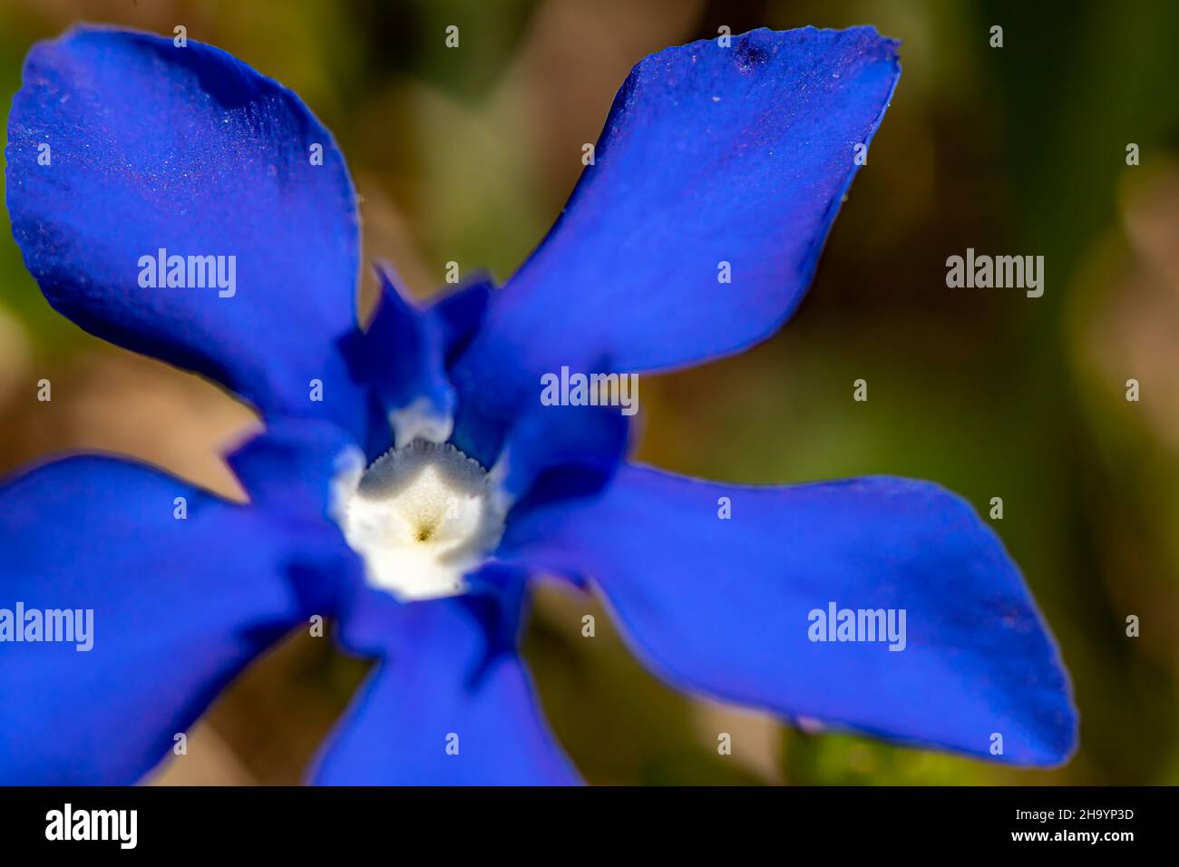 Gentiana verna flower growing in meadow, close up shoot Stock Photo - Alamy