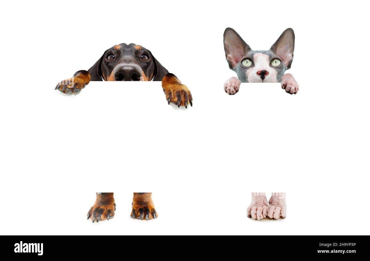Banner funny two hide pets dog and cat with big ears and paws hanging ...