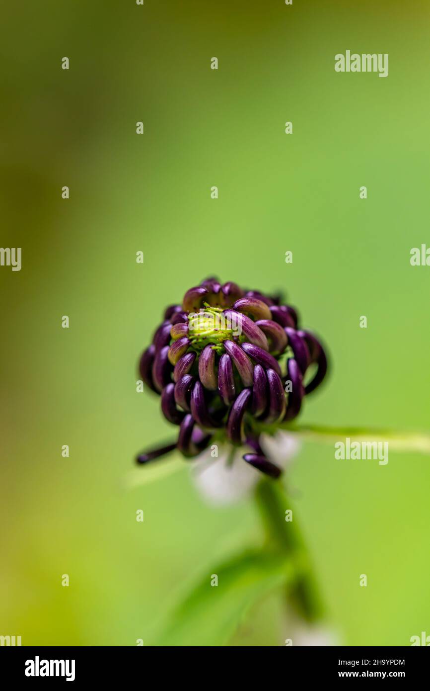 Phyteuma ovatum hi-res stock photography and images - Alamy