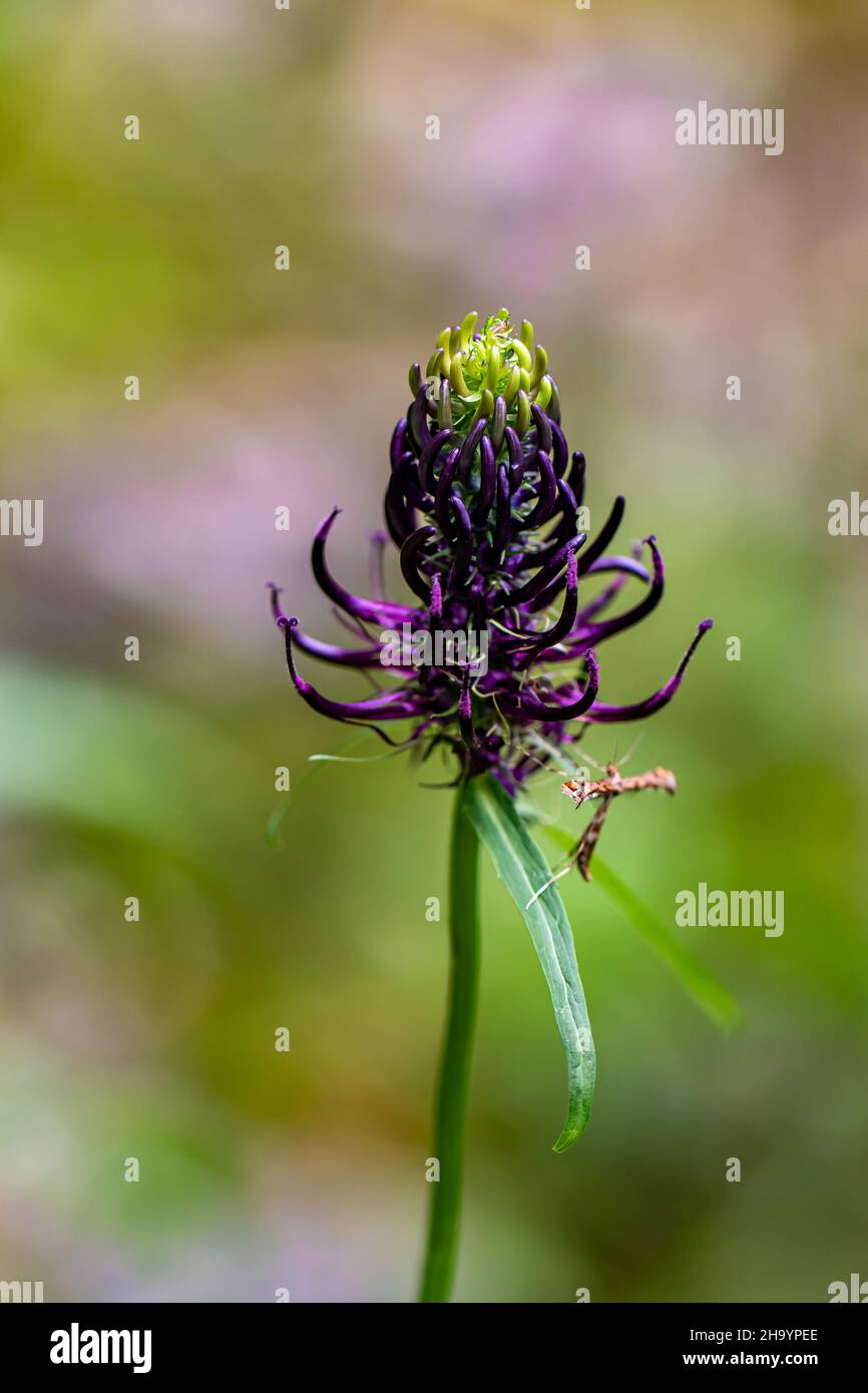 Phyteuma ovatum hi-res stock photography and images - Alamy