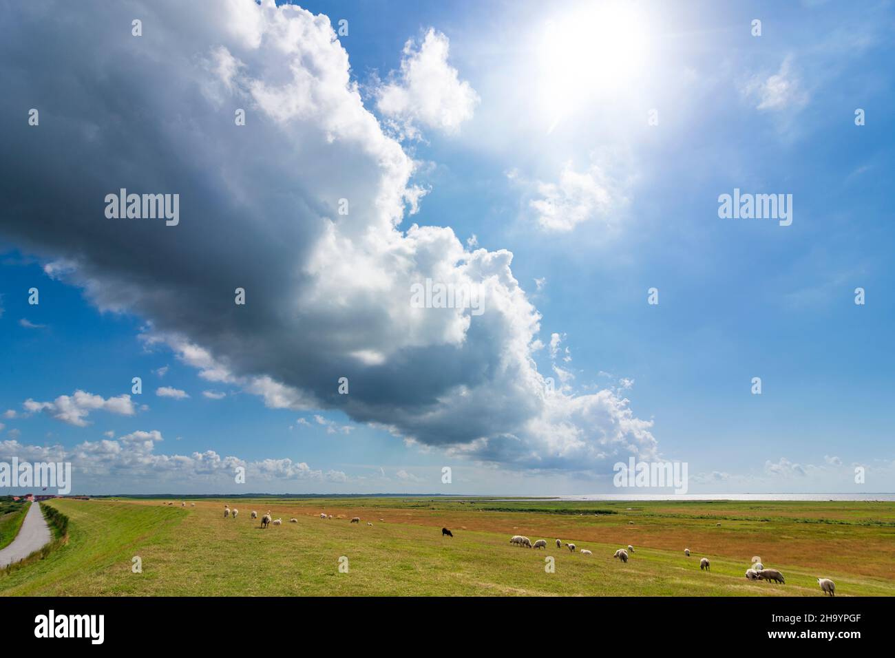 Esbjerg: flood protection dam, dike, meadow, sheep, in Ribe, Jylland ...