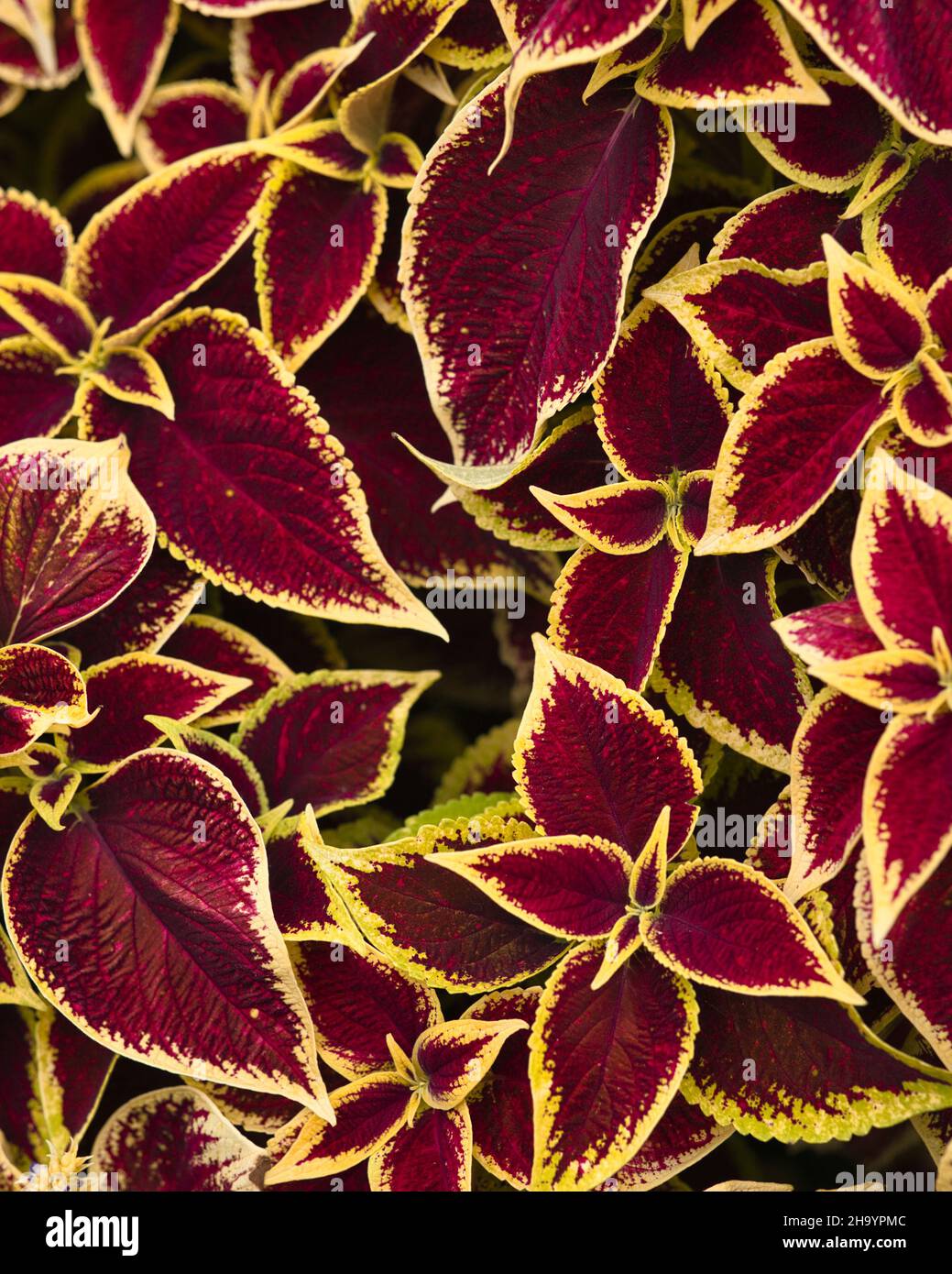 Fresh red foliage of the coleus plant Stock Photo - Alamy