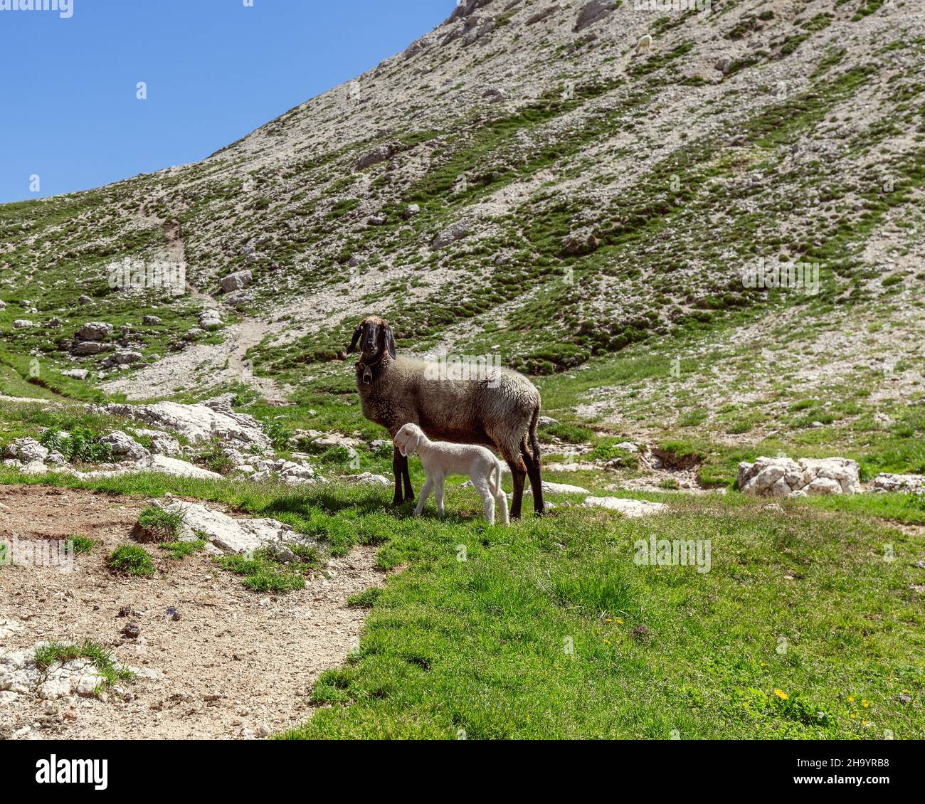 Mother sheep with her newborn cub in the Italian Alps Stock Photo - Alamy