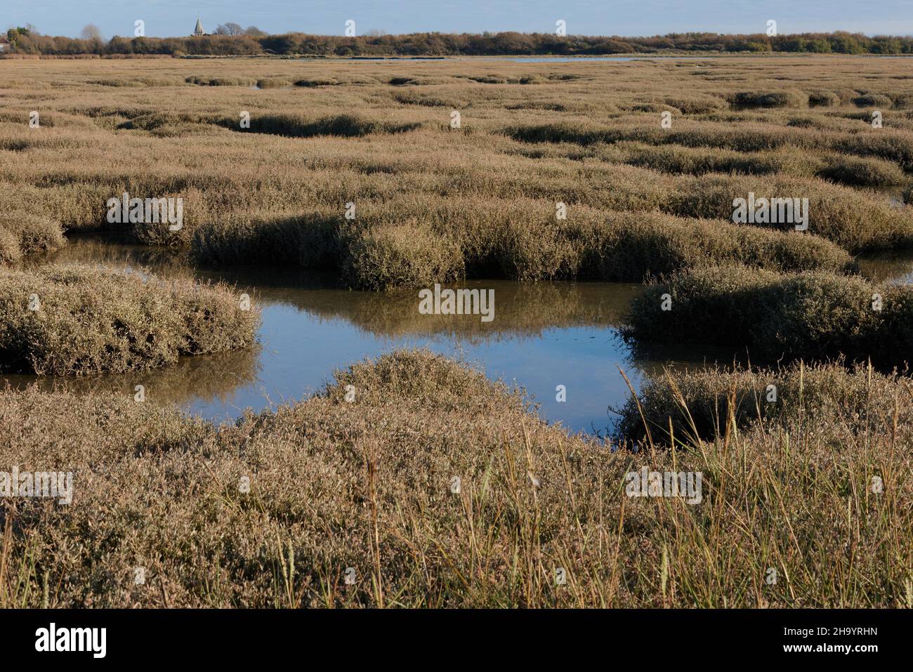 Marsh plants and water seen in Pagham Harbour Nature Reserve Stock ...