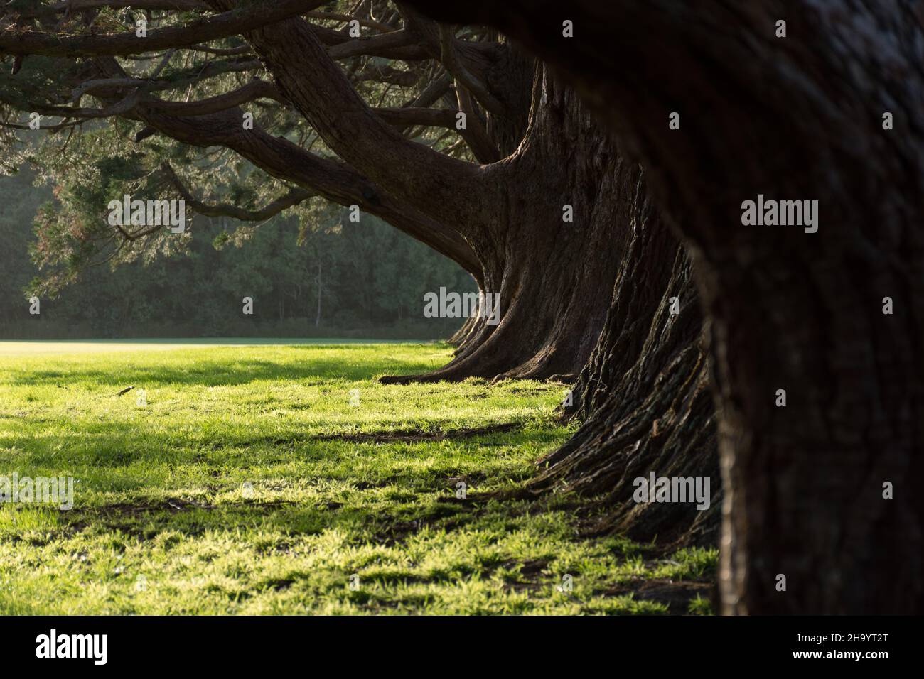 Line trees creating canopy hi-res stock photography and images - Alamy