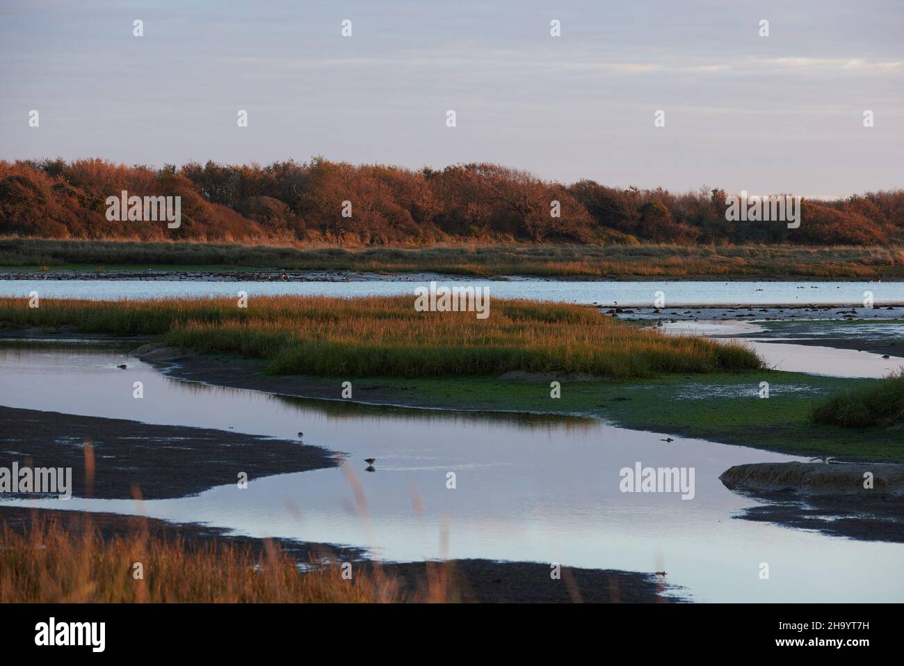 Pagham harbour Nature Reserve at sunset Stock Photo - Alamy