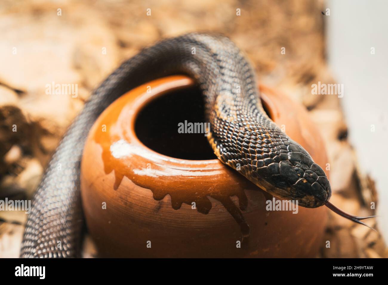 Elongated strains hi-res stock photography and images - Alamy