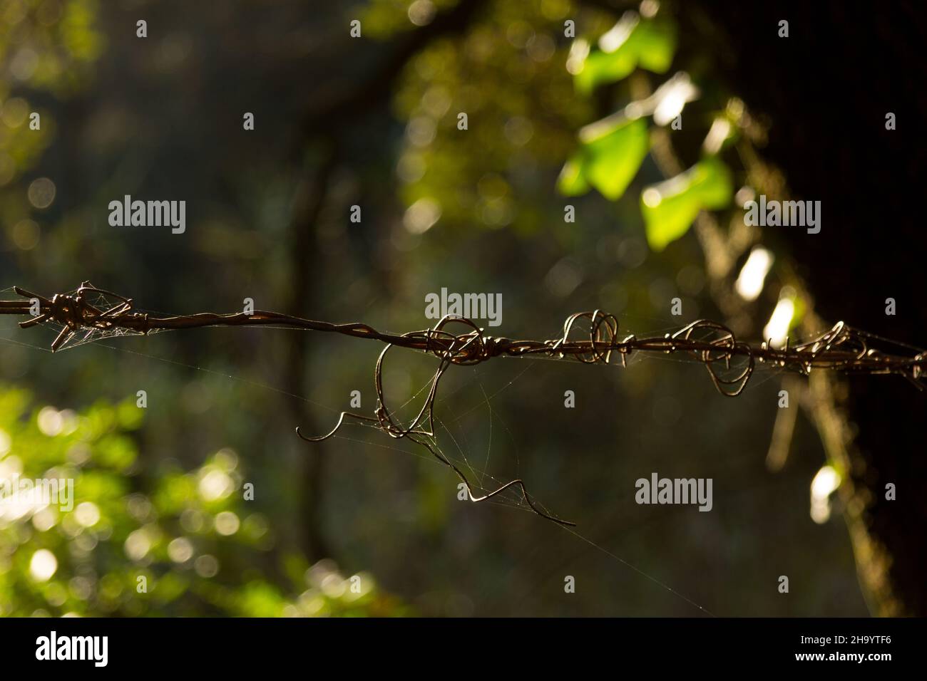 Rusty wire and fence for separating fields and plots of land Stock ...
