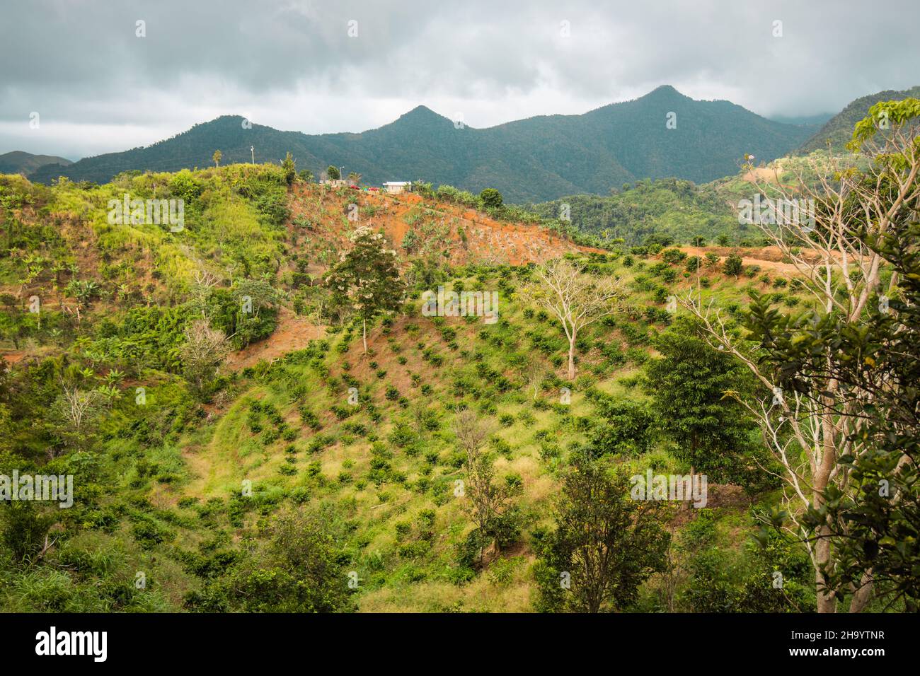 Aerial view of a coffe plantation Stock Photo - Alamy