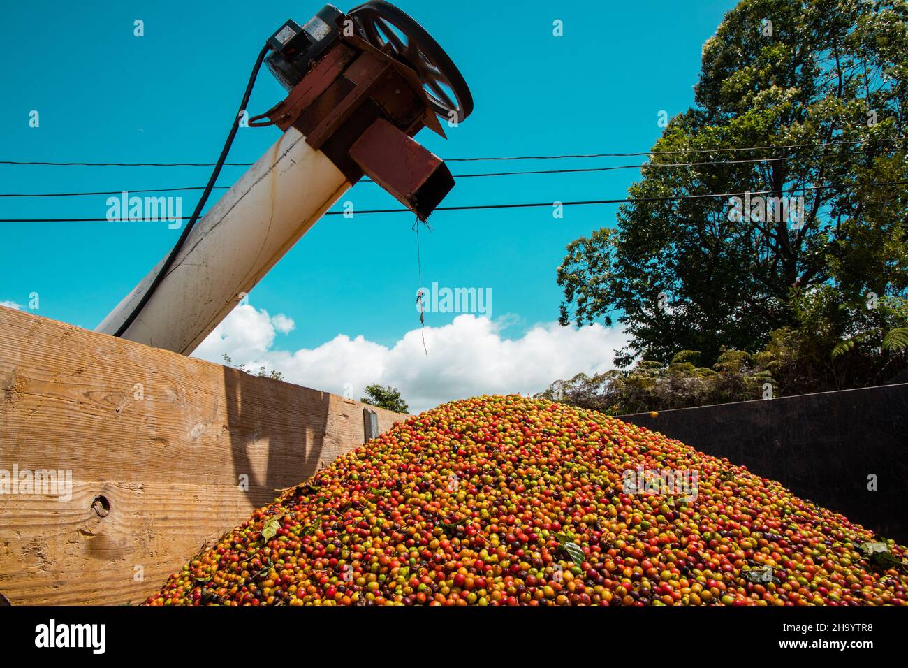 Machine collecting coffee beans Stock Photo - Alamy
