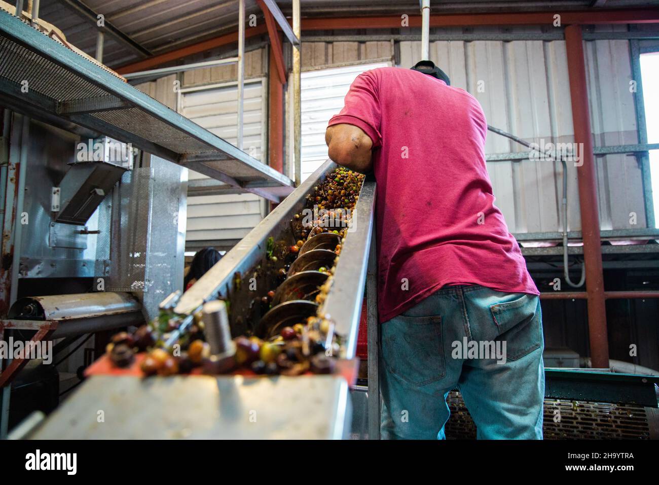 Rural coffee processing hi-res stock photography and images - Alamy