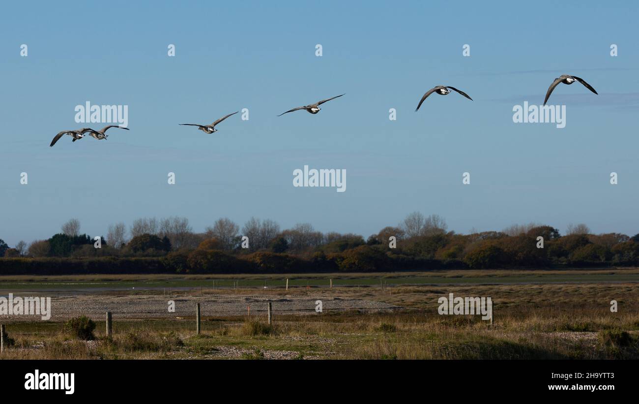Brent geese flying in a line over Pagham harbour nature Reserve Stock ...