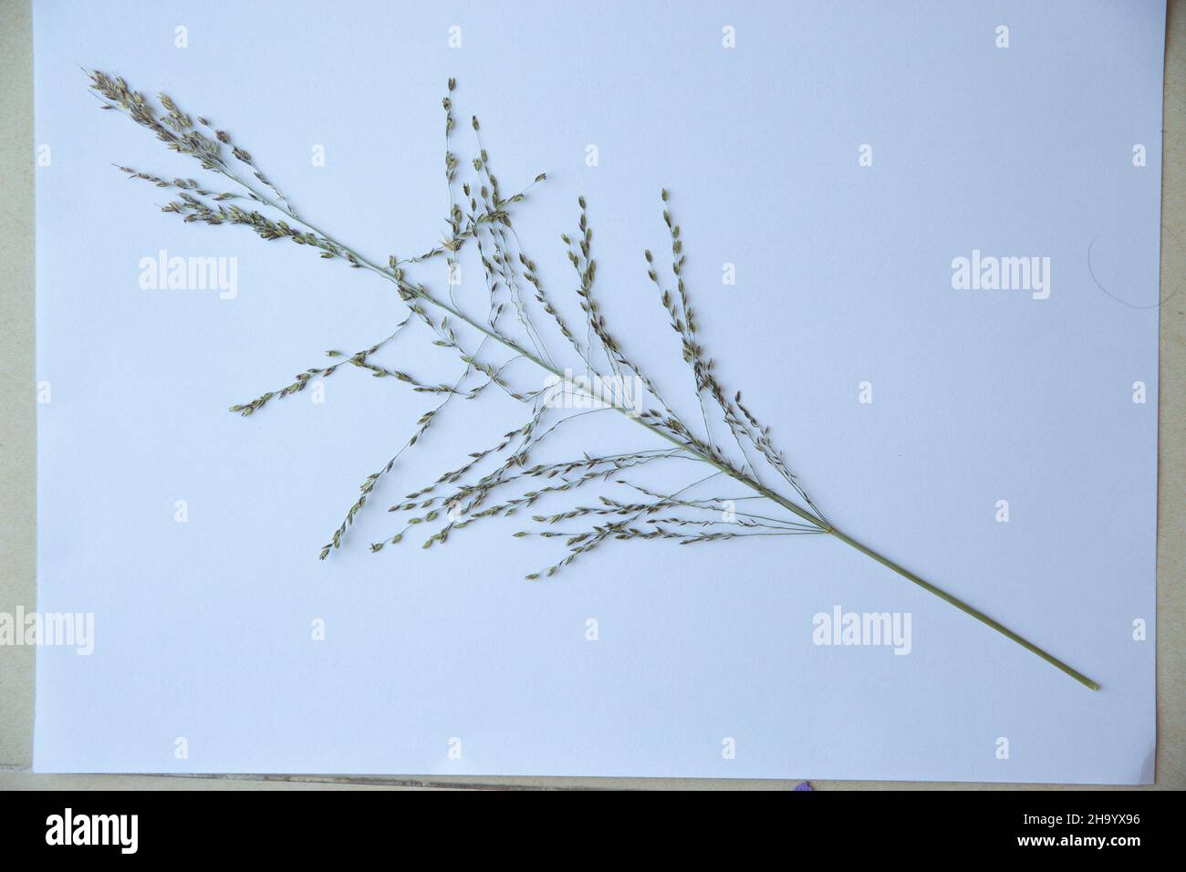 One dry delicate flower isolated on white Stock Photo - Alamy