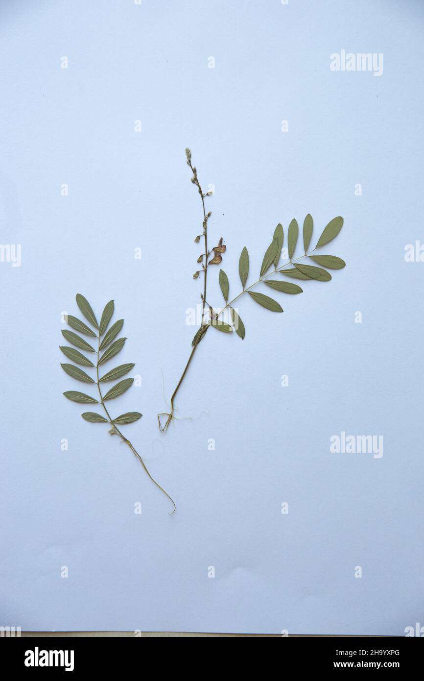 Two dry delicate flowers isolated on white Stock Photo - Alamy