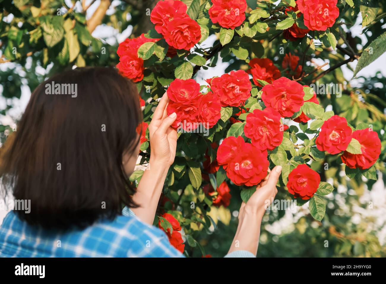 Woman touching flowers of red climbing rose bush in garden Stock Photo ...