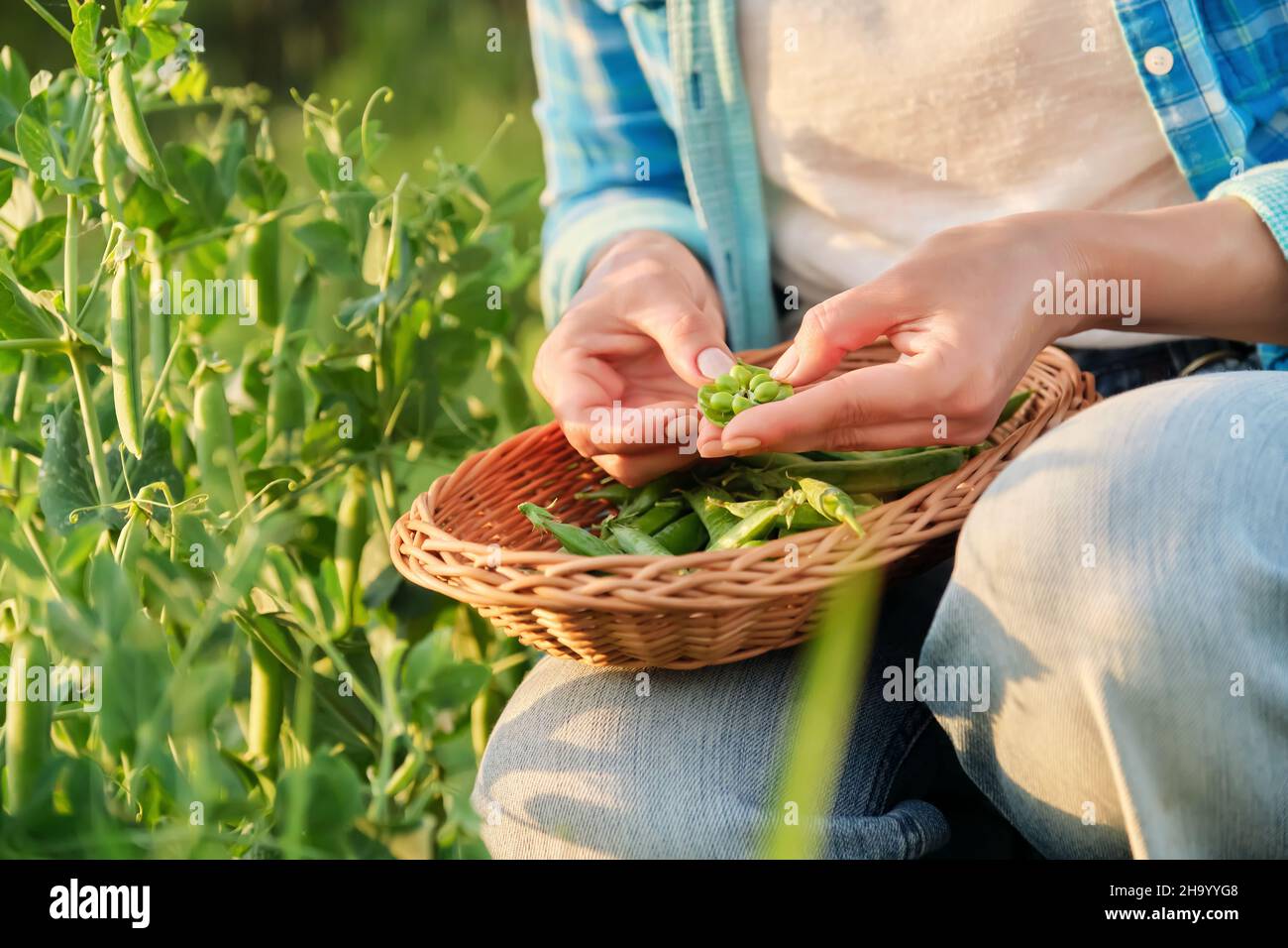 Woman with freshly picked green pea pods peeling and eating peas in ...