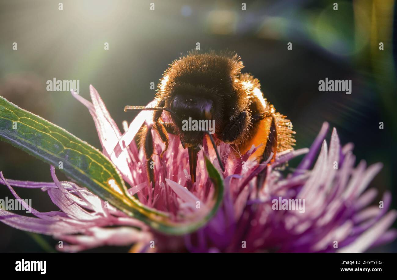Closeup shot bumblebee on pink hi-res stock photography and images - Alamy