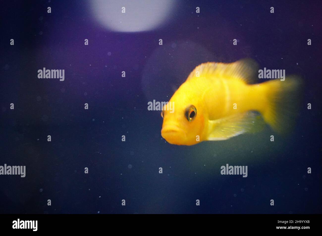 Yellow fish swimming in an aquarium Stock Photo - Alamy