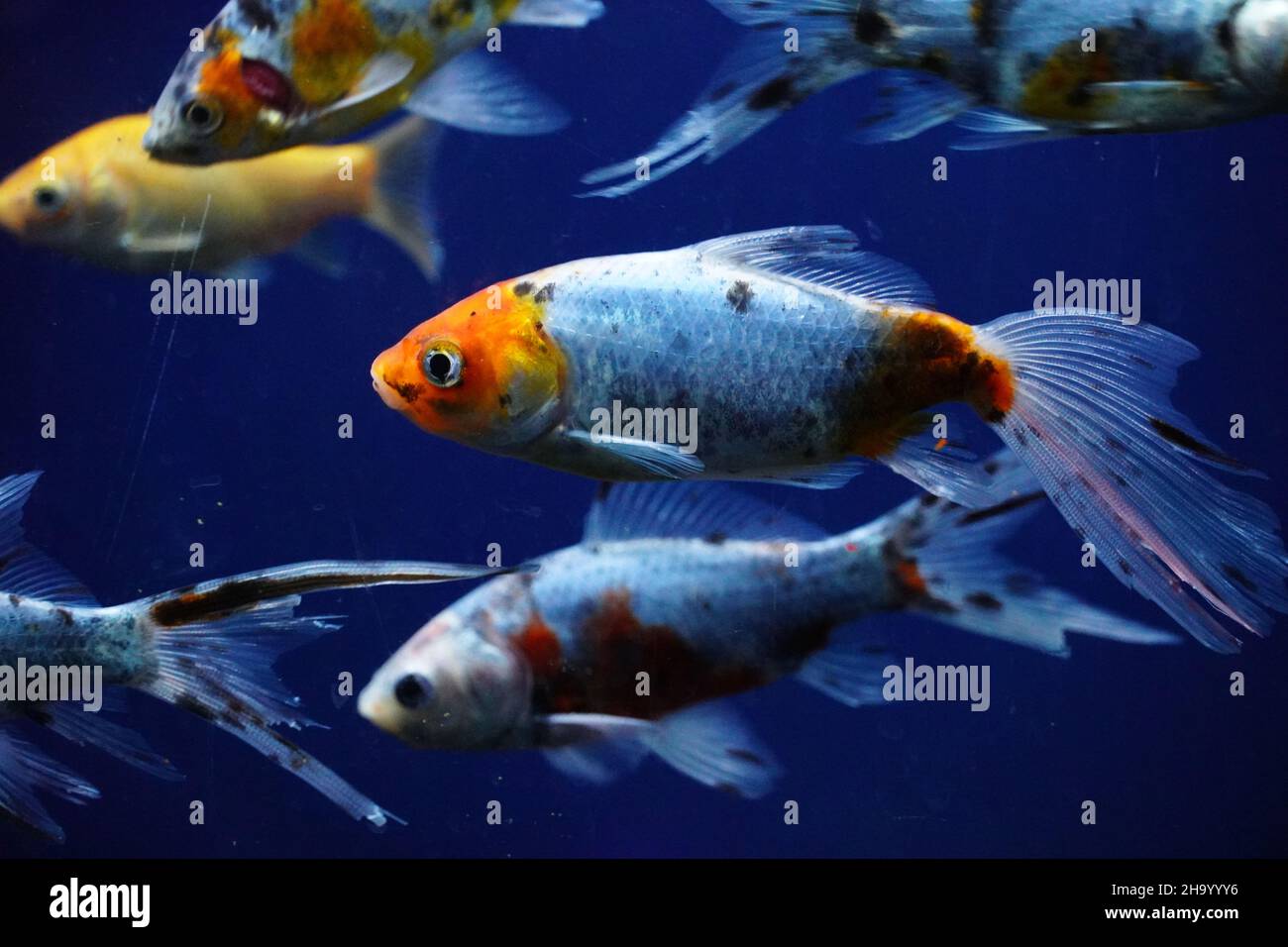 Group of shubunkin fish swimming in an aquarium Stock Photo - Alamy