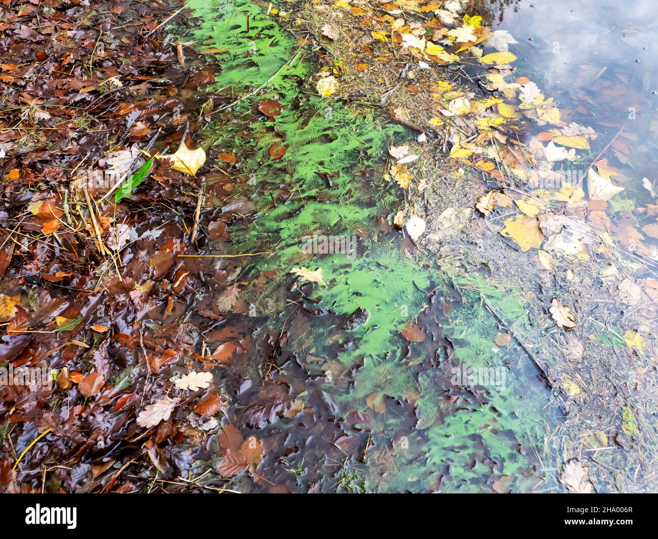 Blue Green Algae on Lake Windermere in Mid November. This algal bloom ...