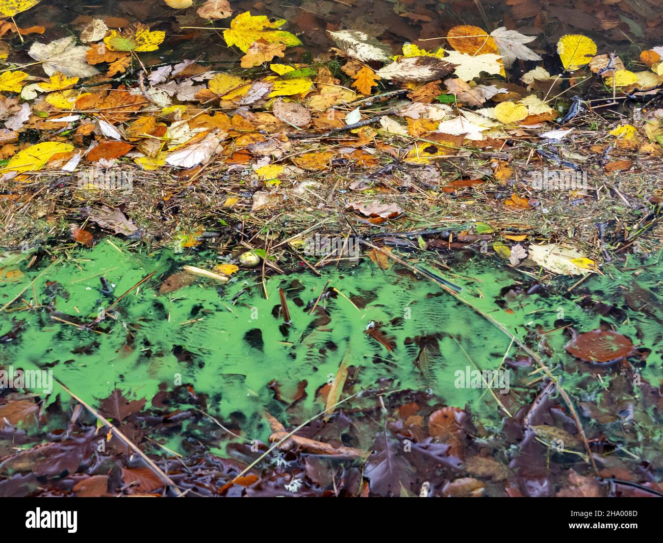 Blue Green Algae on Lake Windermere in Mid November. This algal bloom ...