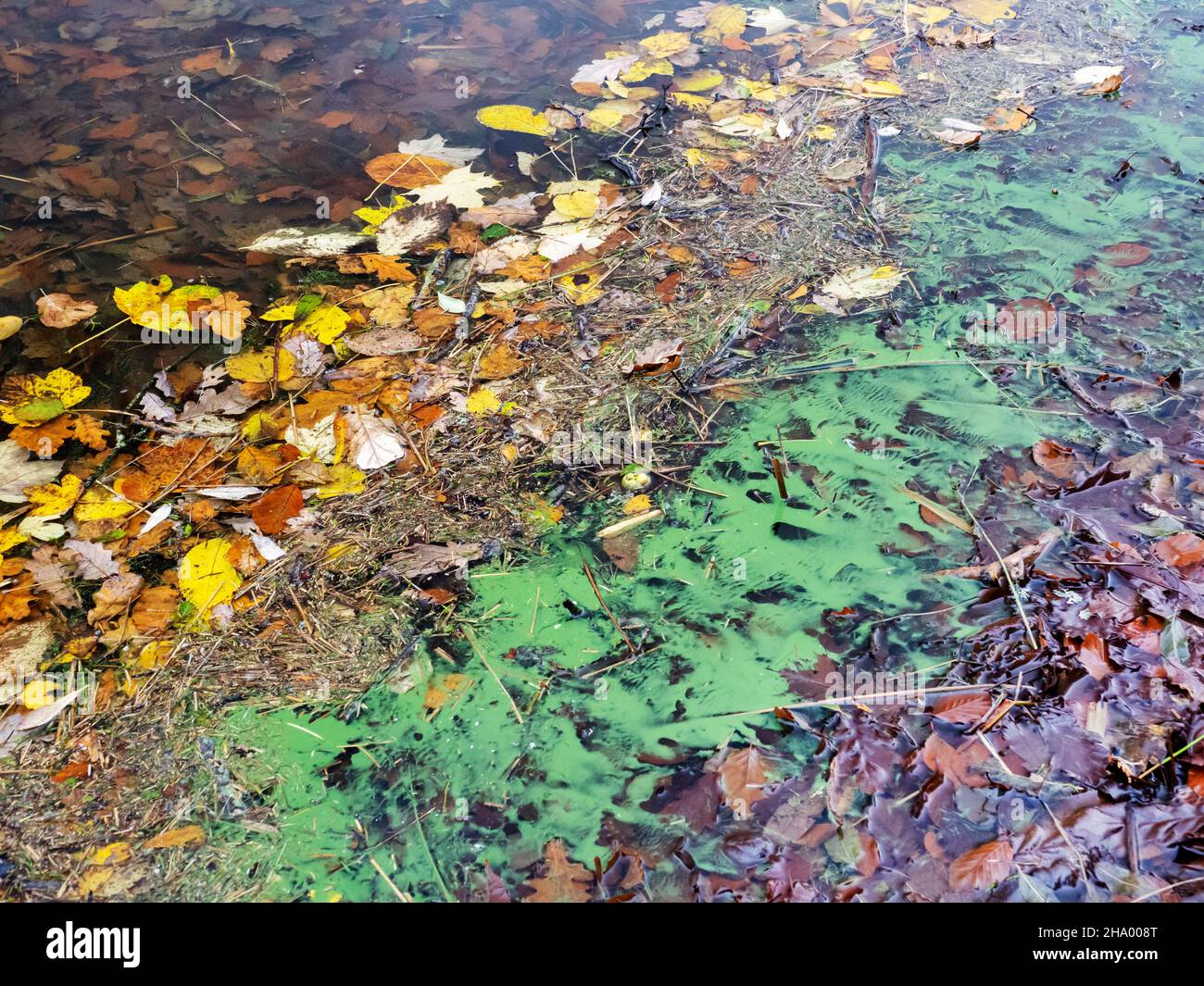 Blue Green Algae on Lake Windermere in Mid November. This algal bloom ...