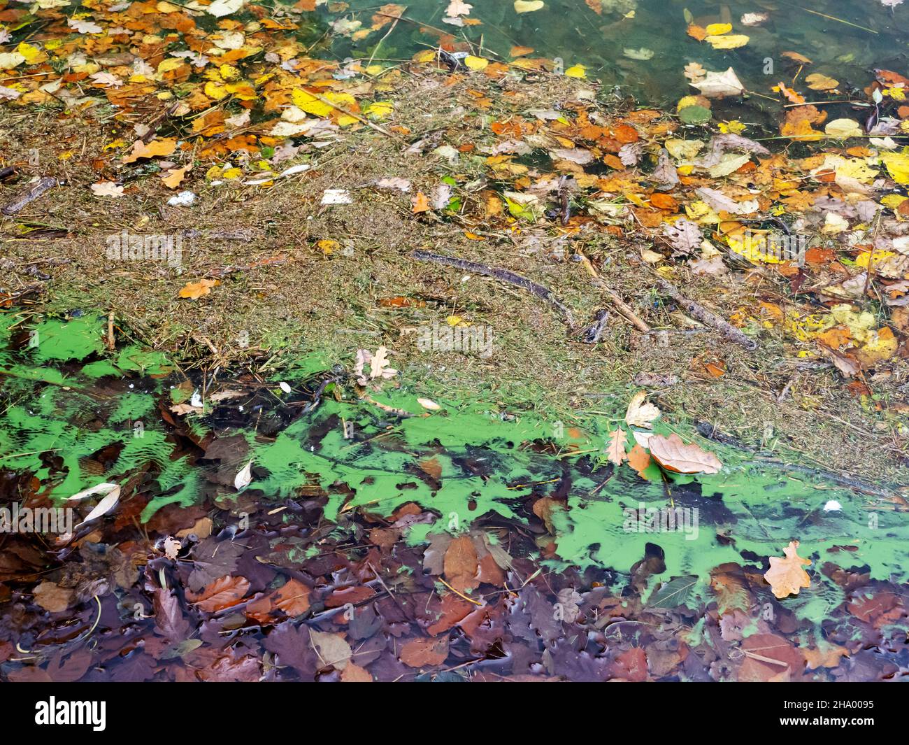 Blue Green Algae on Lake Windermere in Mid November. This algal bloom ...