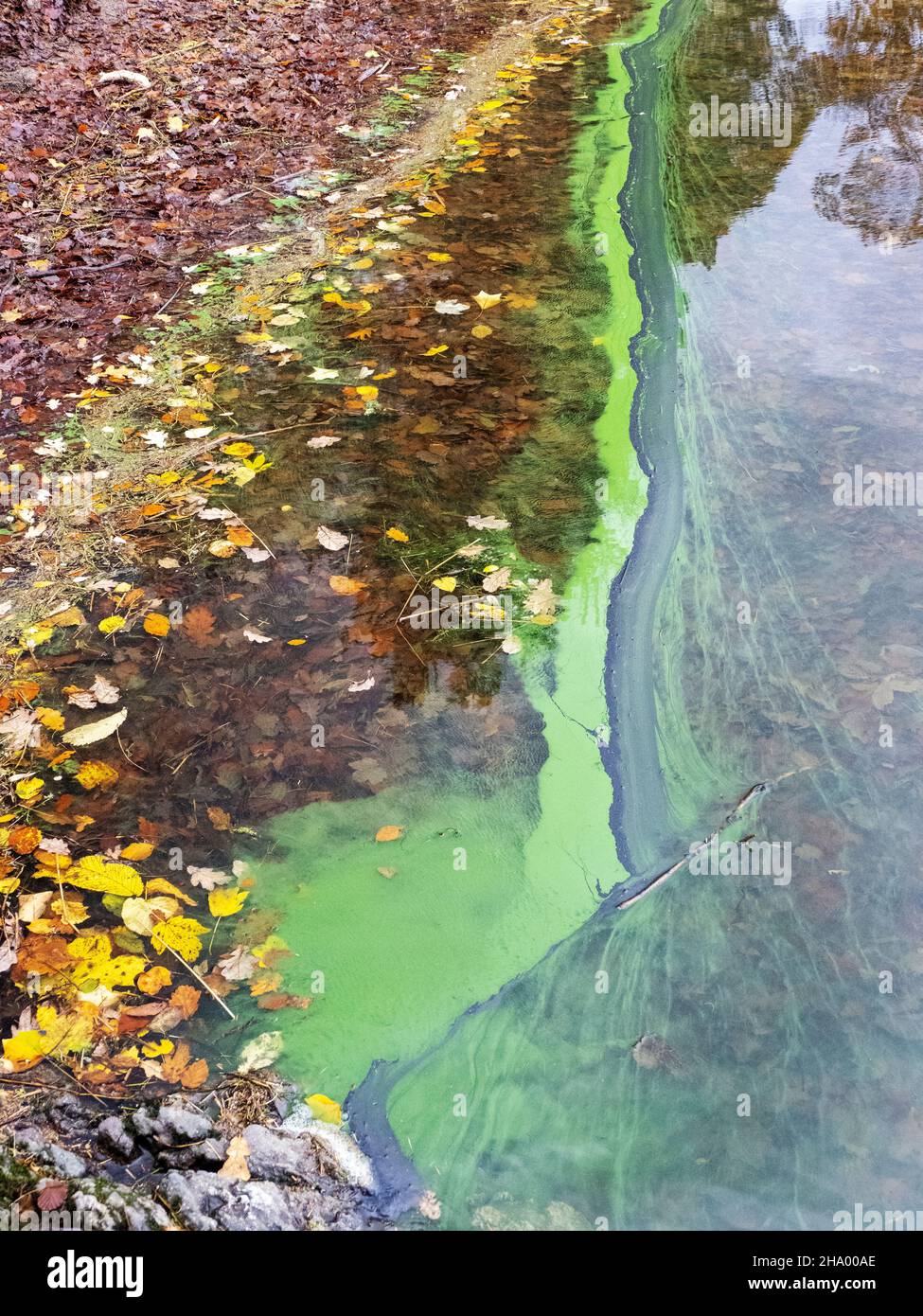 Blue Green Algae on Lake Windermere in Mid November. This algal bloom ...