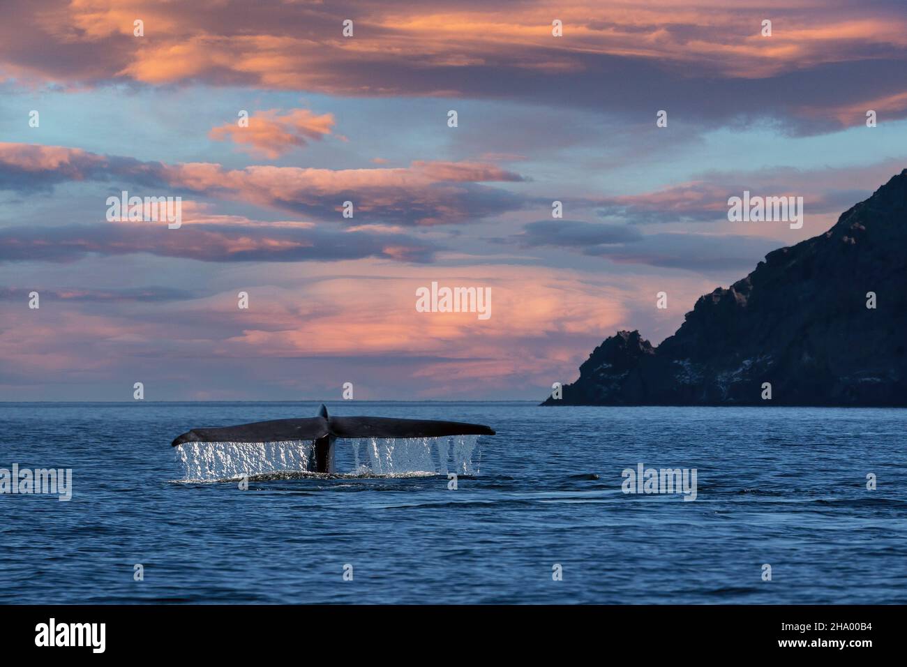 Blue Whale tail the biggest animal in the world at sunset in Loreto ...