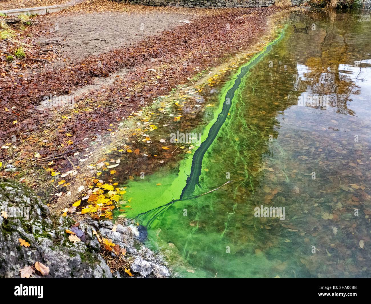 Blue Green Algae on Lake Windermere in Mid November. This algal bloom ...