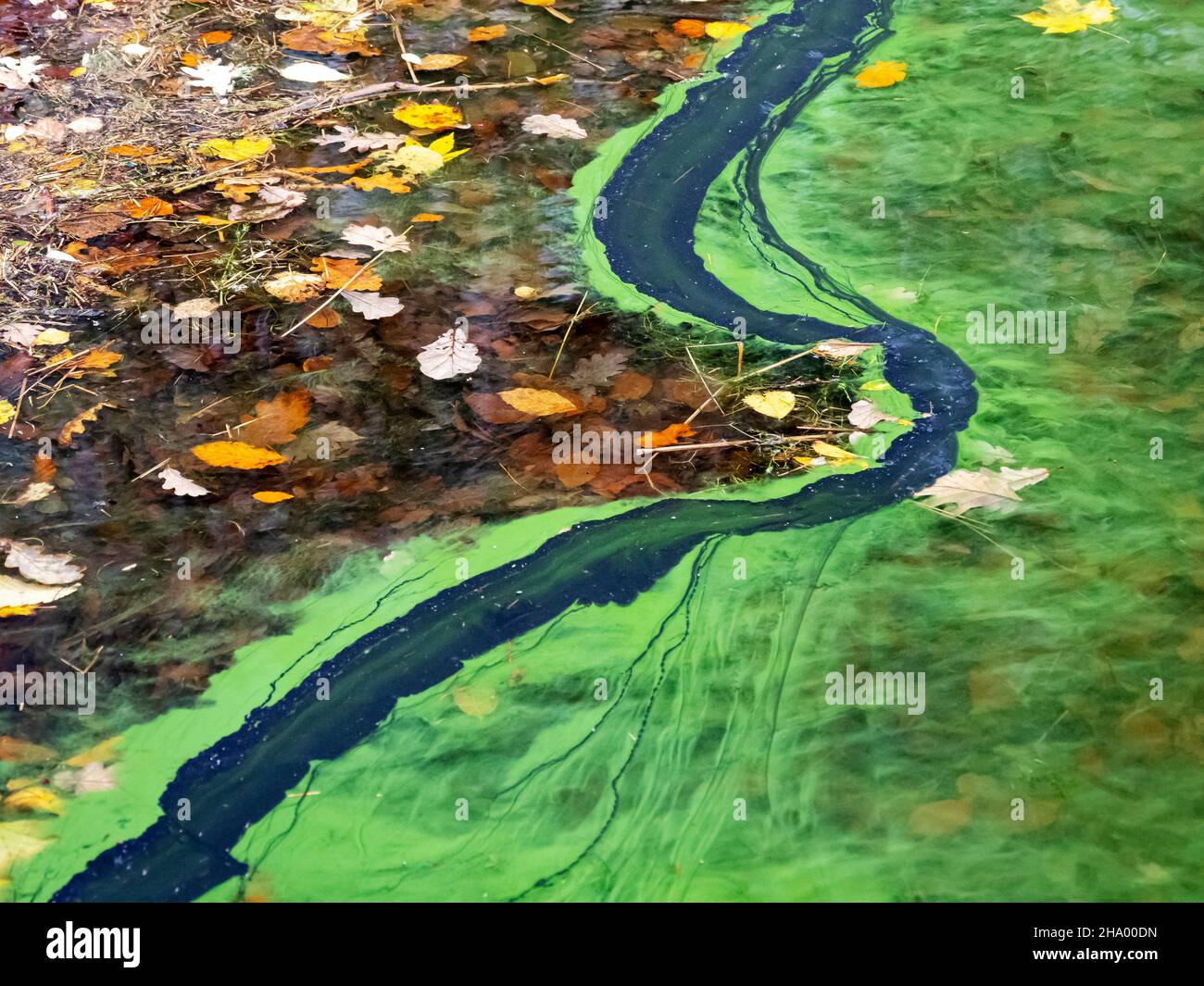 Blue Green Algae on Lake Windermere in Mid November. This algal bloom ...