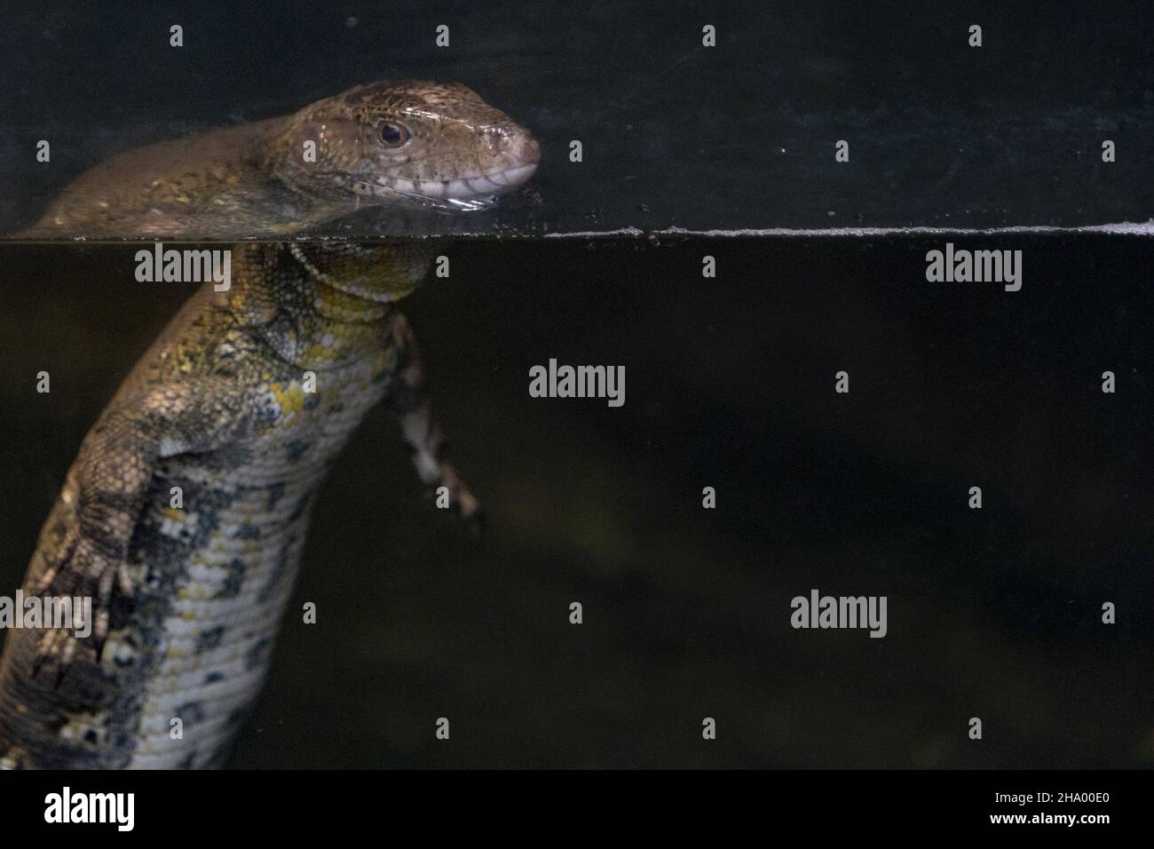 Water tegu hi-res stock photography and images - Alamy