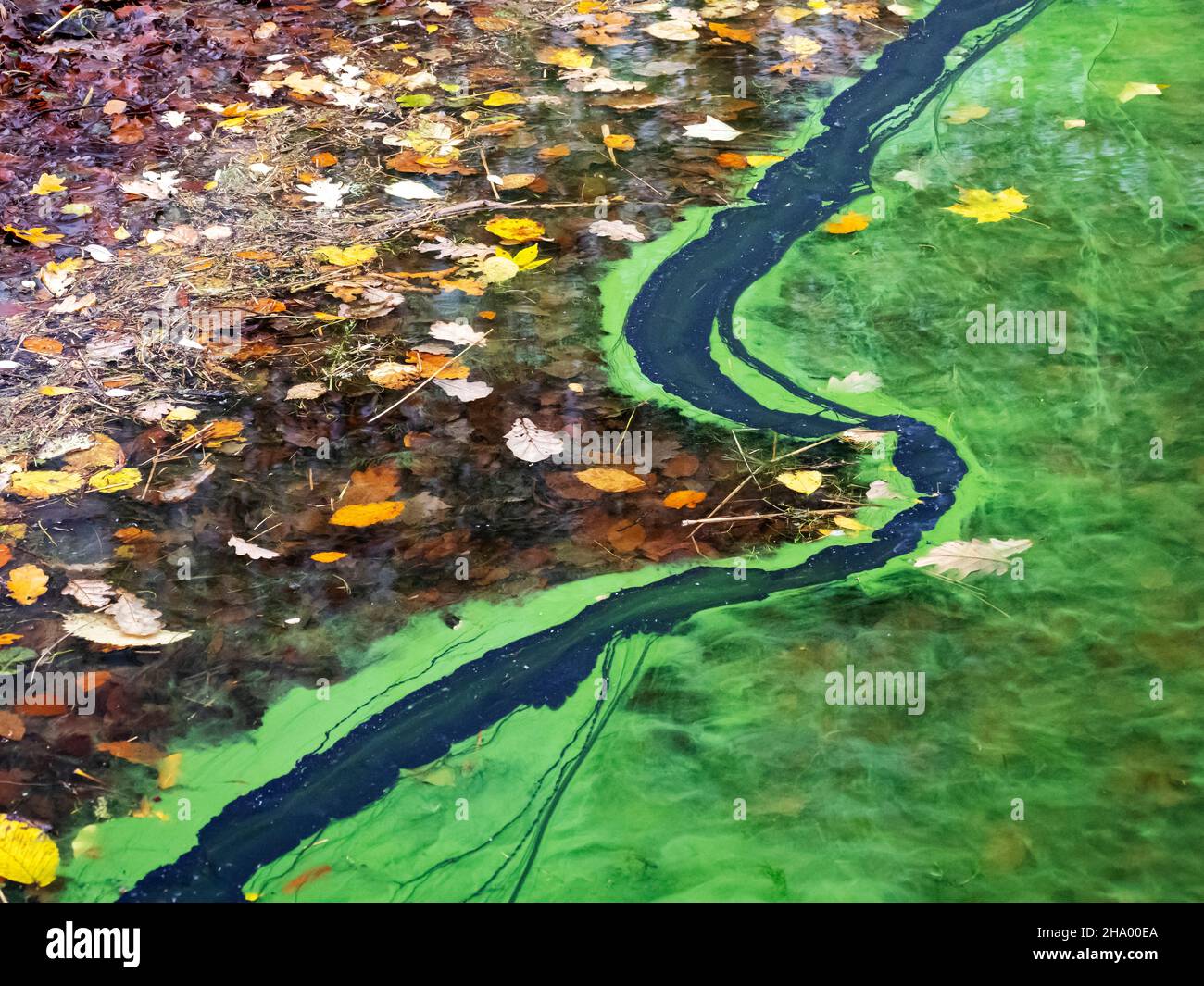 Blue Green Algae on Lake Windermere in Mid November. This algal bloom ...
