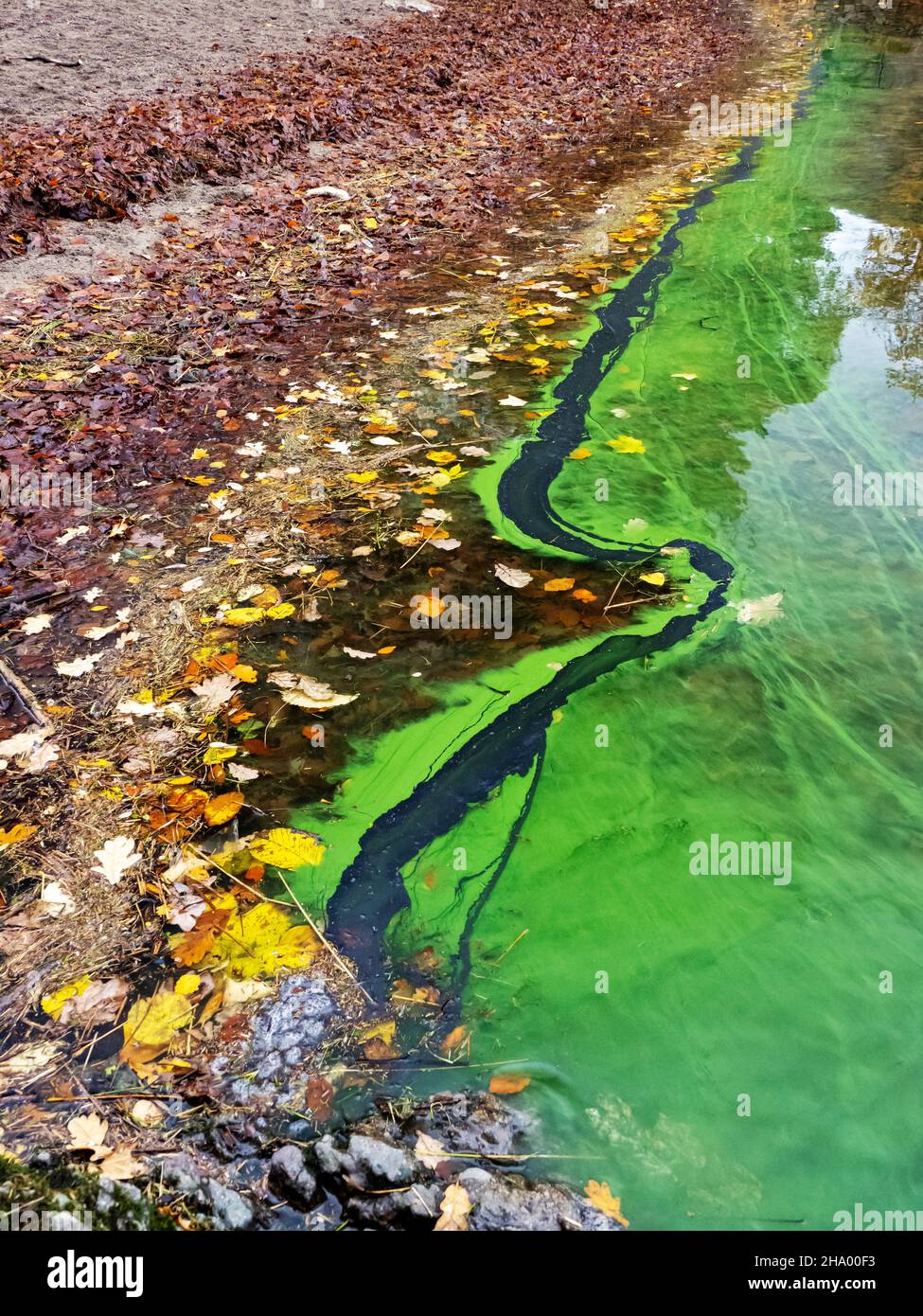 Blue Green Algae on Lake Windermere in Mid November. This algal bloom ...