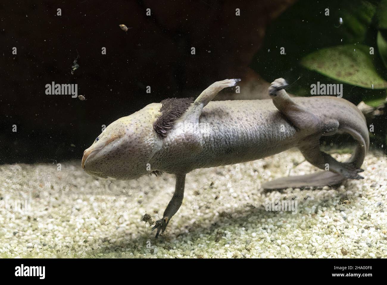 Axolotl larva hi-res stock photography and images - Alamy