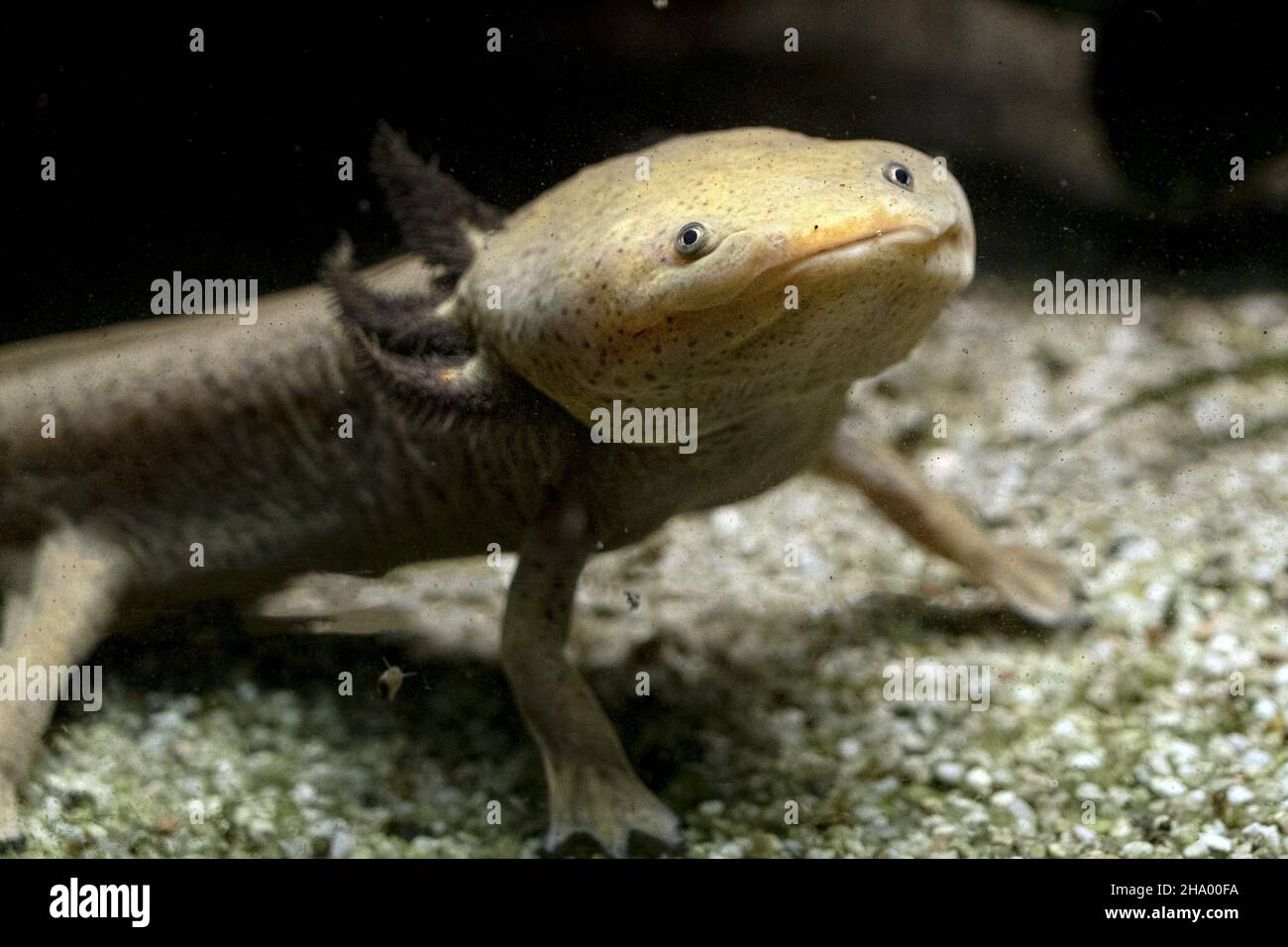 Axolotl larva hi-res stock photography and images - Alamy