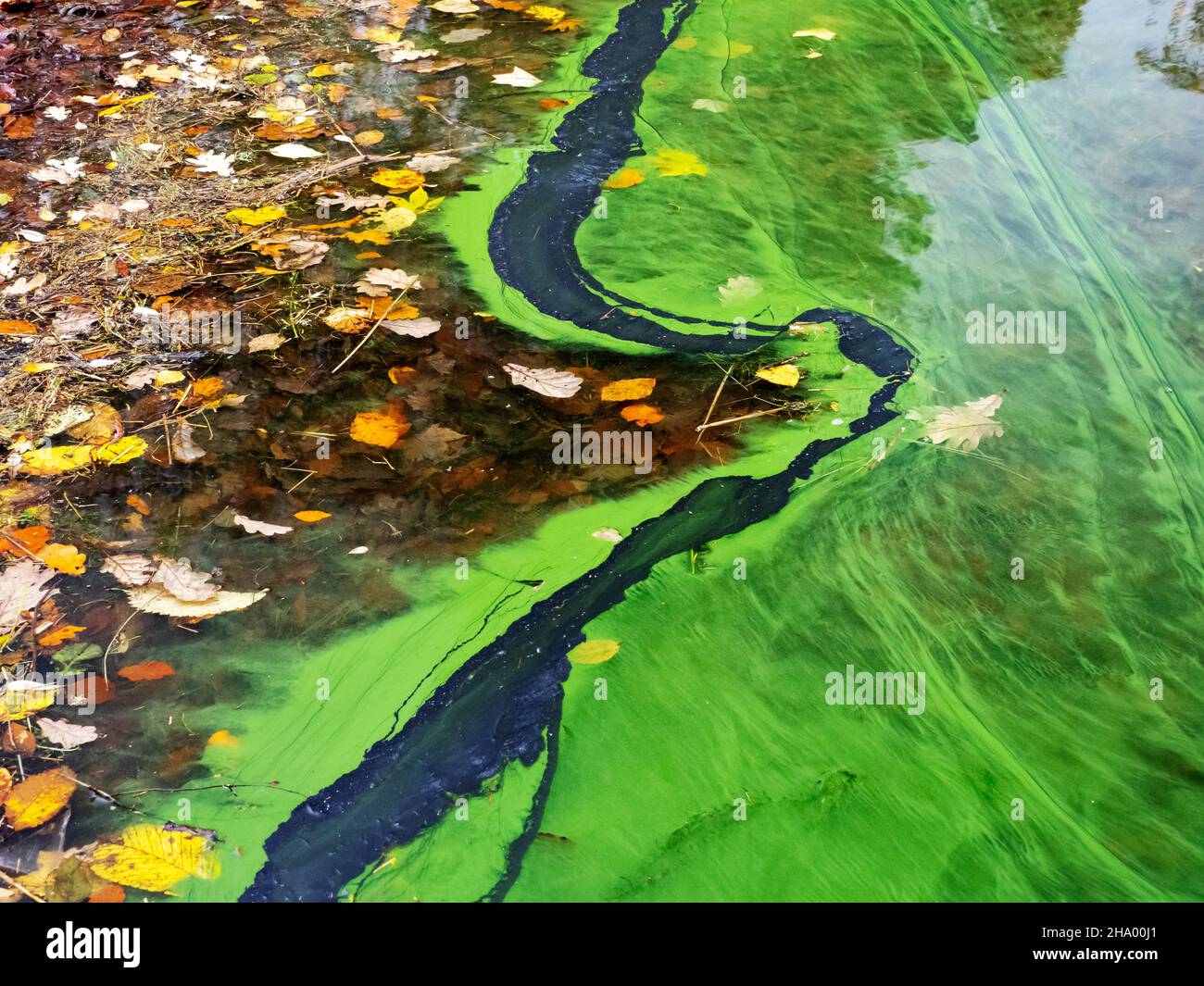 Blue Green Algae on Lake Windermere in Mid November. This algal bloom ...