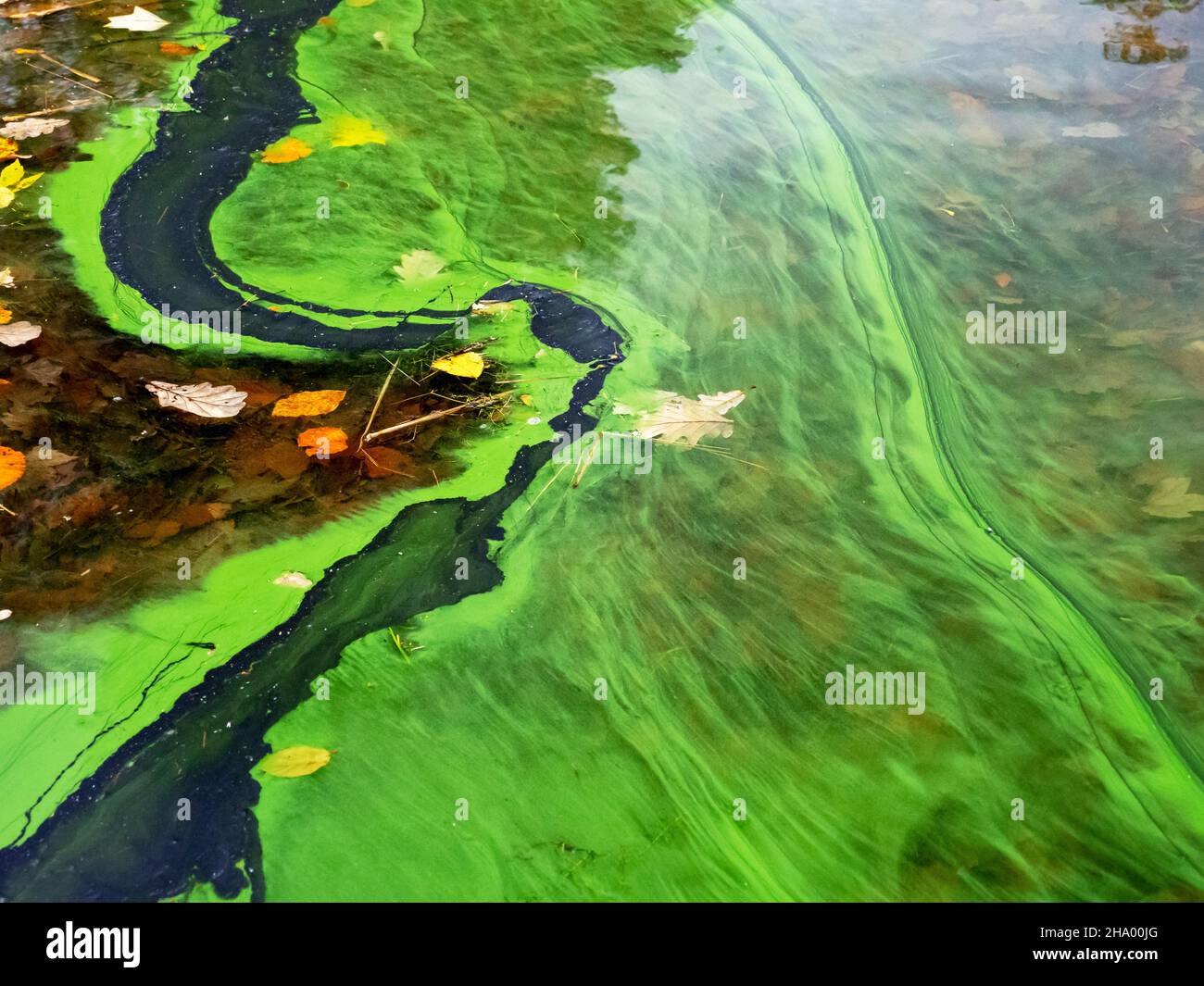 Blue Green Algae on Lake Windermere in Mid November. This algal bloom ...