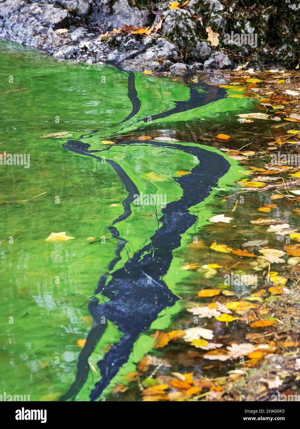 Blue Green Algae on Lake Windermere in Mid November. This algal bloom ...