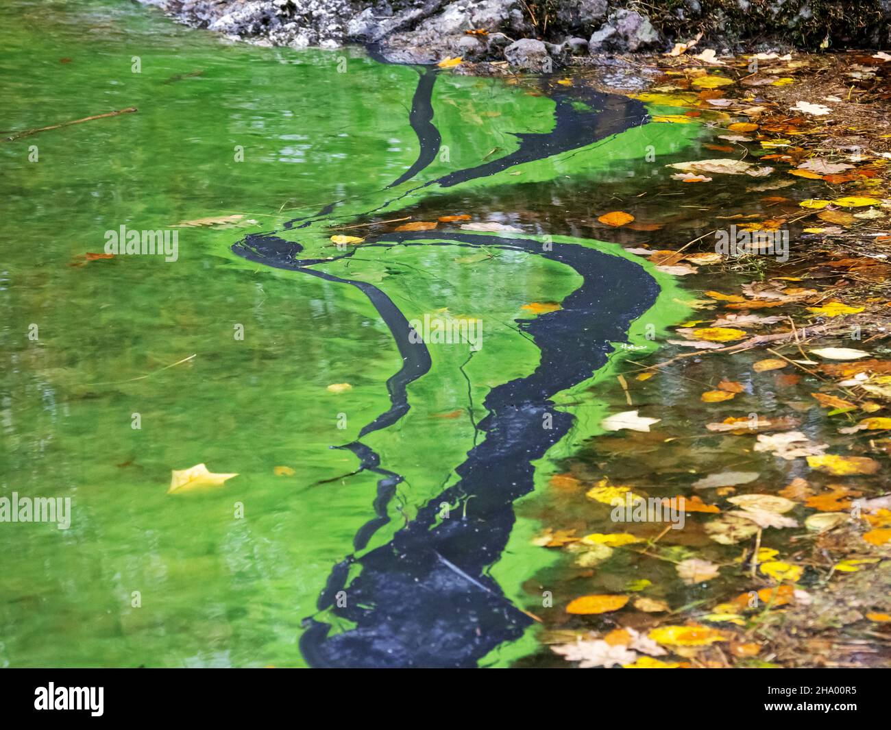 Blue Green Algae on Lake Windermere in Mid November. This algal bloom ...