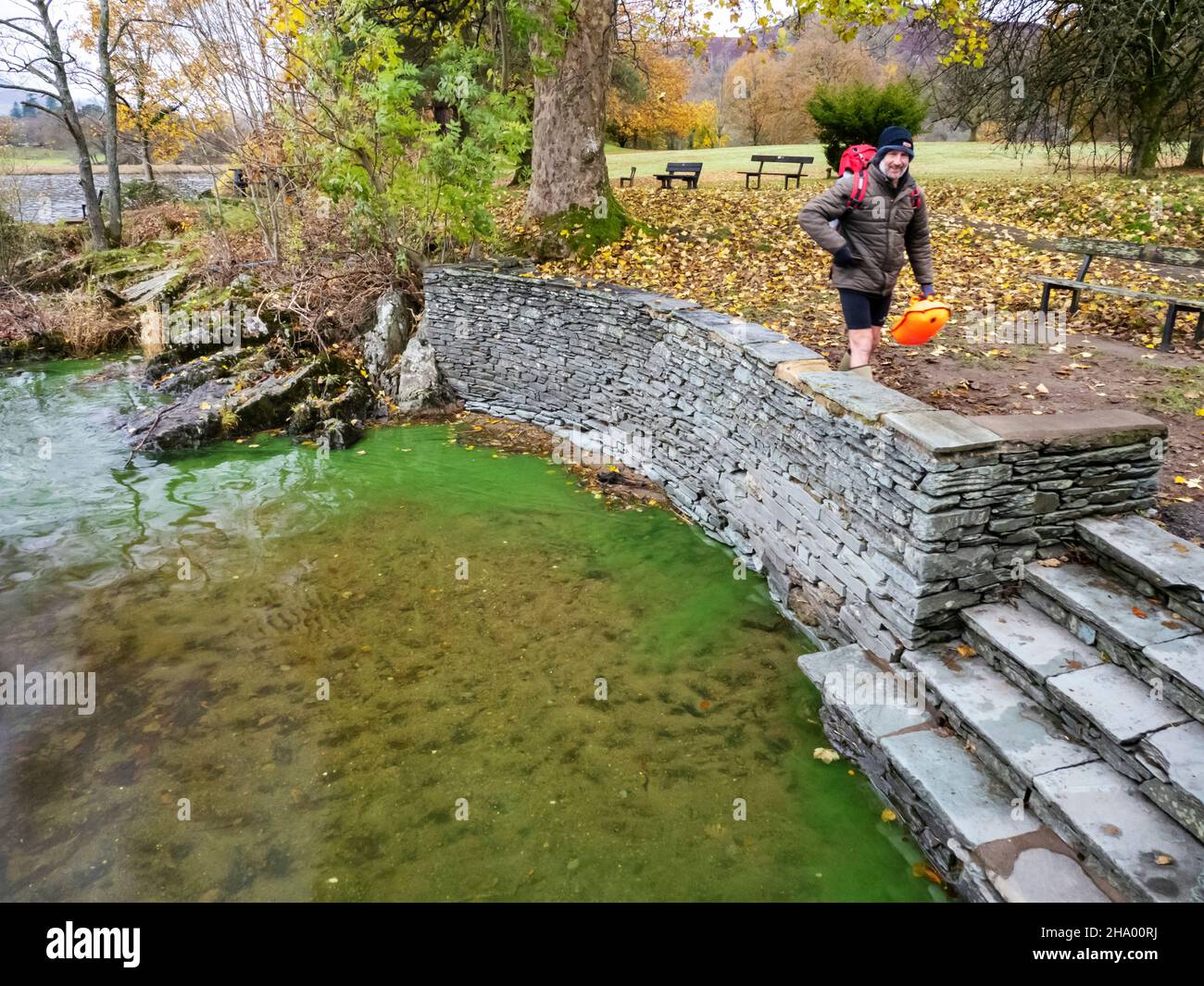 Blue Green Algae on Lake Windermere in Mid November. This algal bloom ...