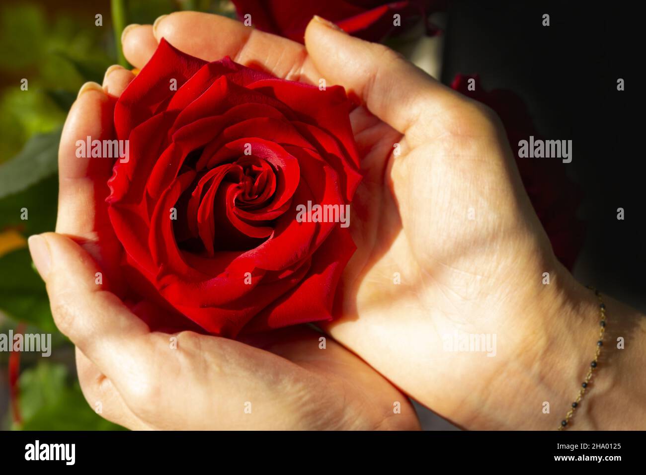 Closeup shot of a red rose and female hands, a symbol of love and care ...