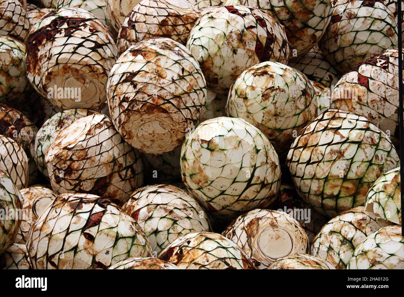 Cut agave heads ready to be baked Stock Photo - Alamy