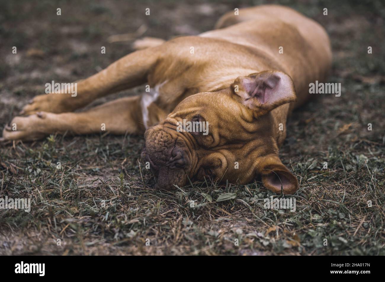 Two dogs playing on the ground Stock Photo - Alamy