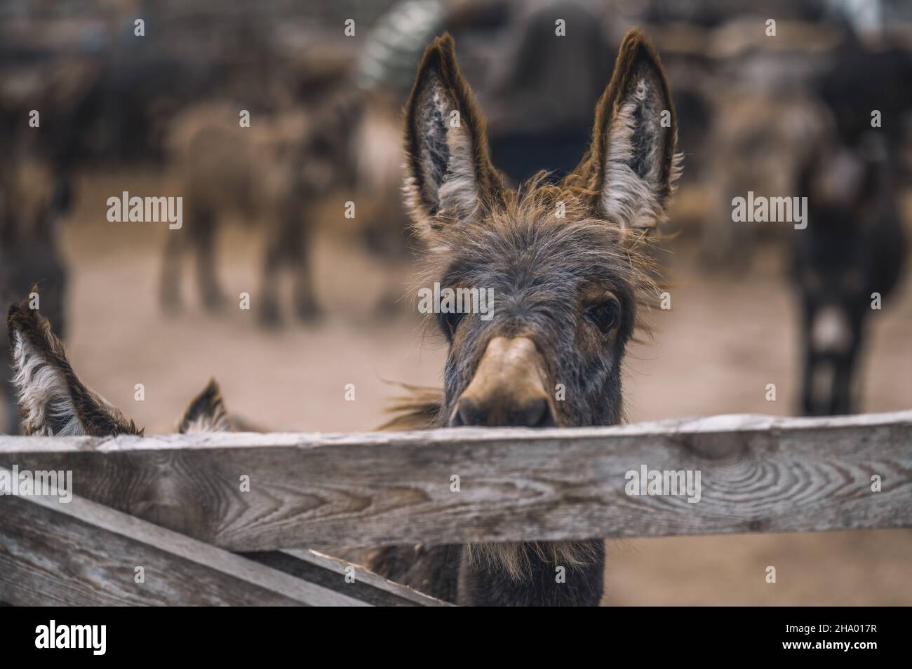 Donkey pen hi-res stock photography and images - Alamy
