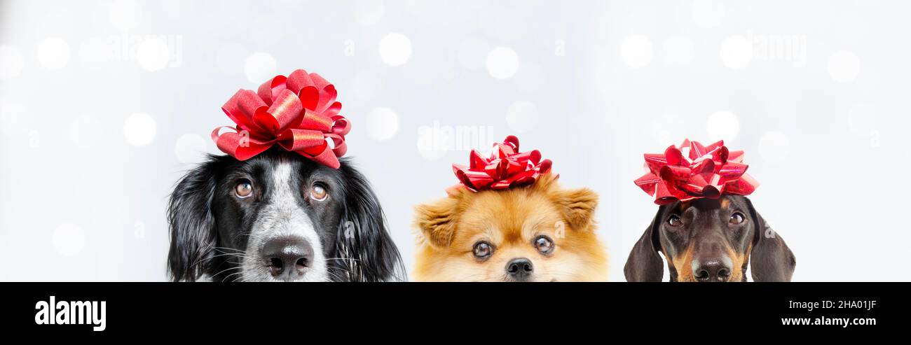 Banner three dogs celebrating christmas or valentine's day hide and ...